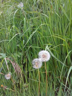 The Awakened Self, Harada Sekkei Roshi – Buddhism now