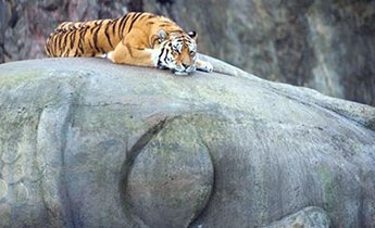 Tiger rests on Buddha head – Buddhism now
