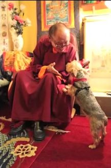 Refuge for Animals by Lama Chime Rinpoche – Buddhism now