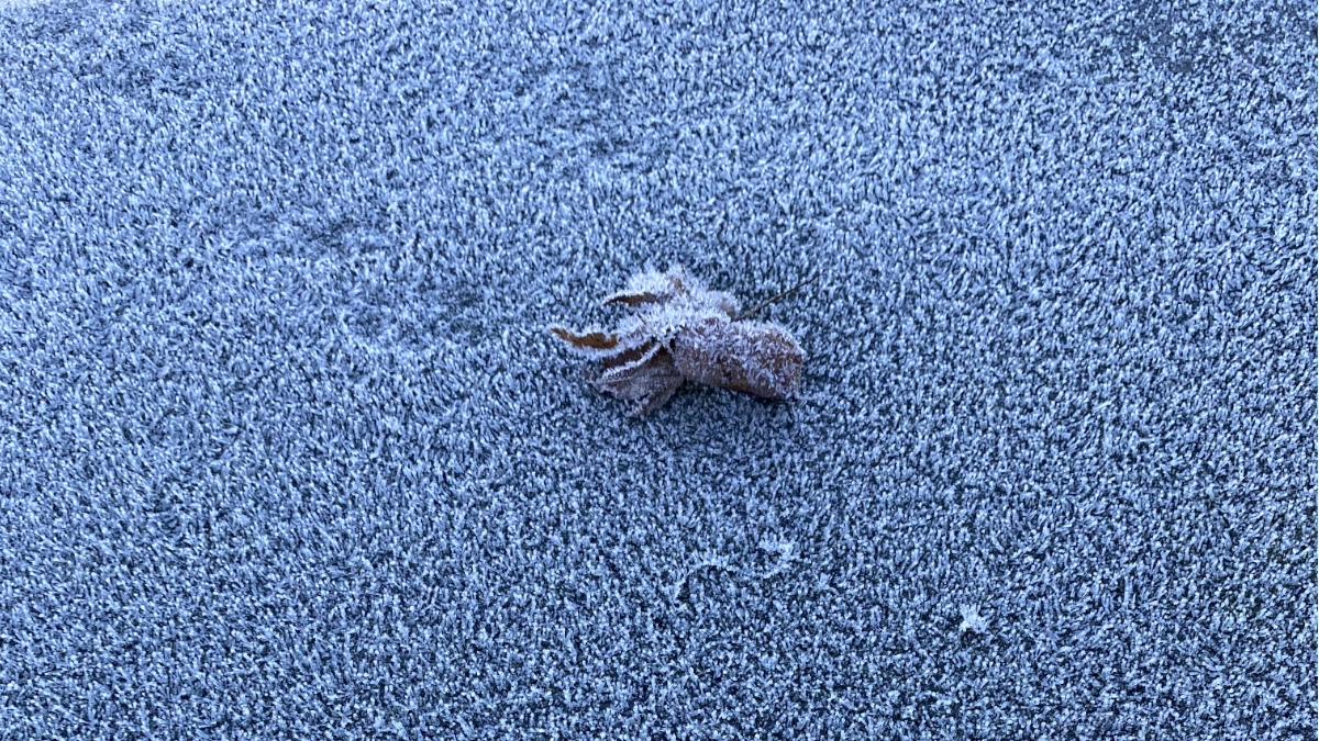 The Way is a fundamental part, by Zen Master Bassui – Buddhism now