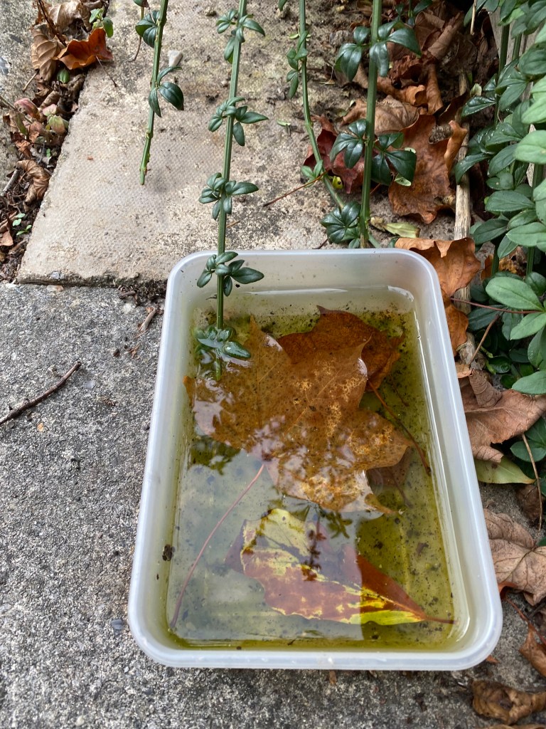 Morning meditation — What’s Genuine Insight? – Buddhism now