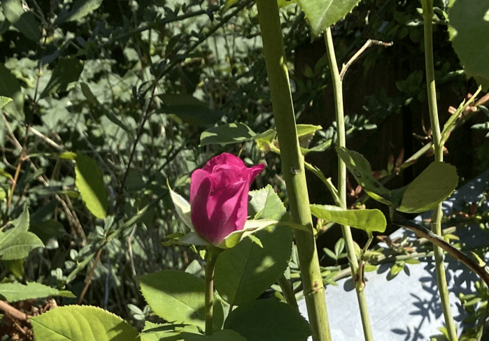 Beopjeong Sunim – Buddhism now