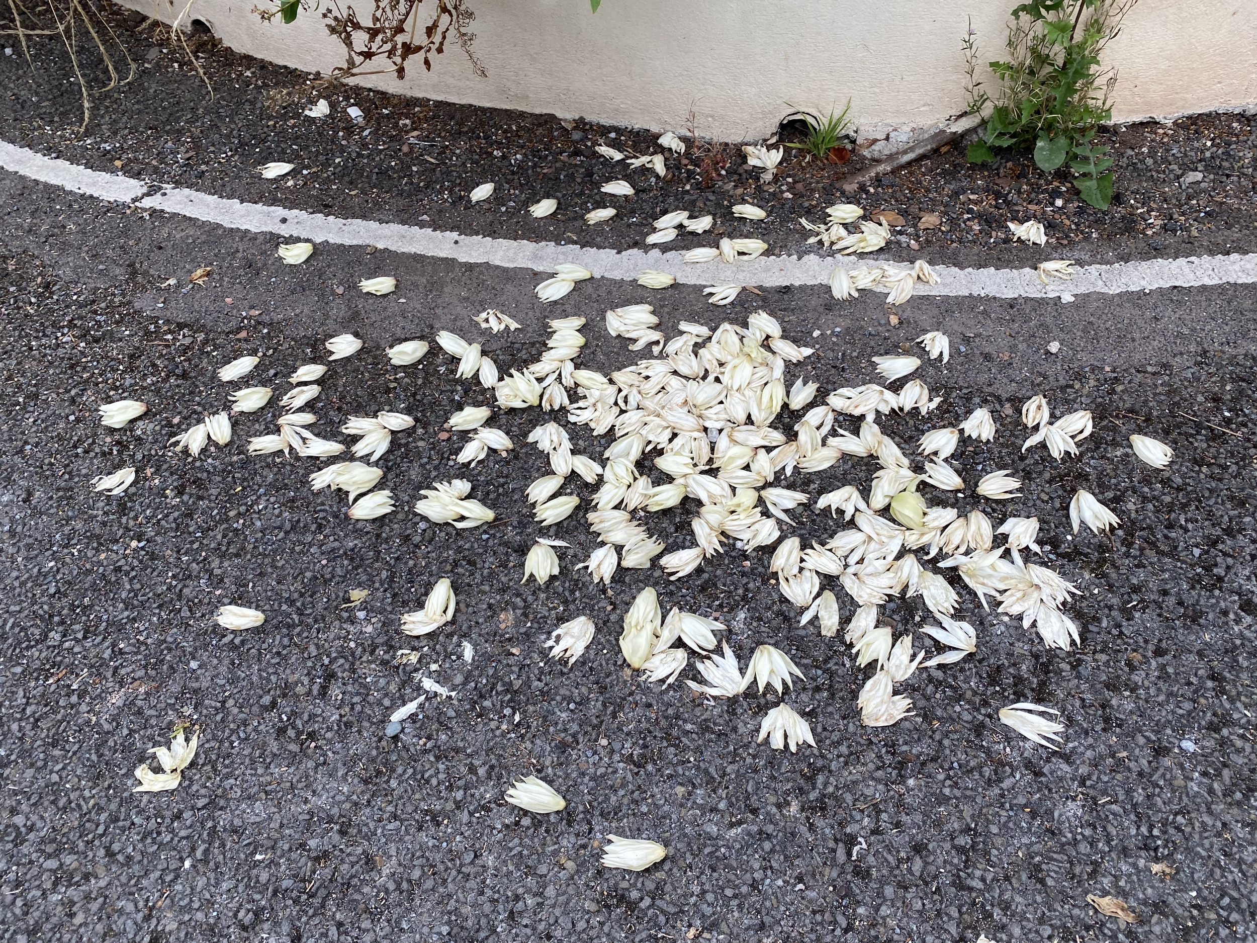 Taizan Maezumi Roshi – Buddhism now