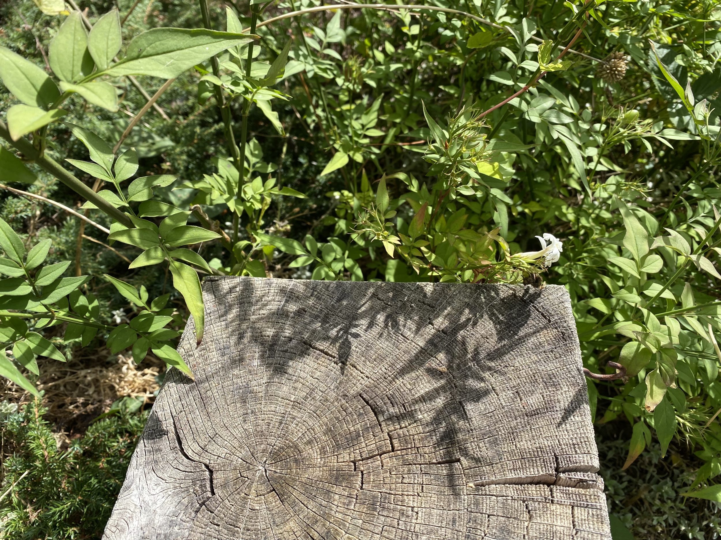 Taizan Maezumi Roshi – Buddhism now