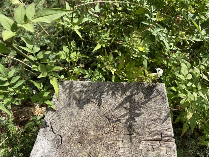 Taizan Maezumi Roshi – Buddhism now