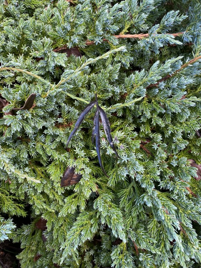 Harada Sekkei Roshi – Buddhism now