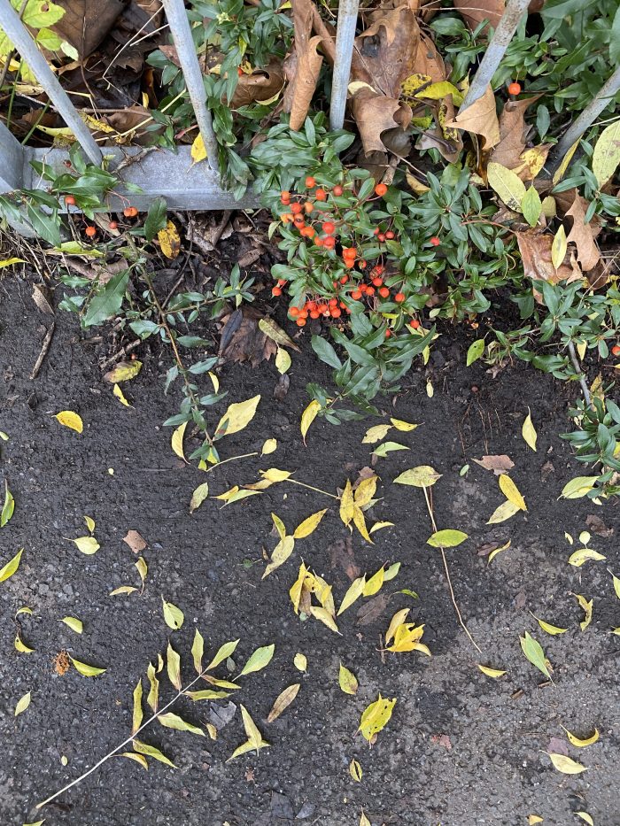 Harada Sekkei Roshi – Buddhism now