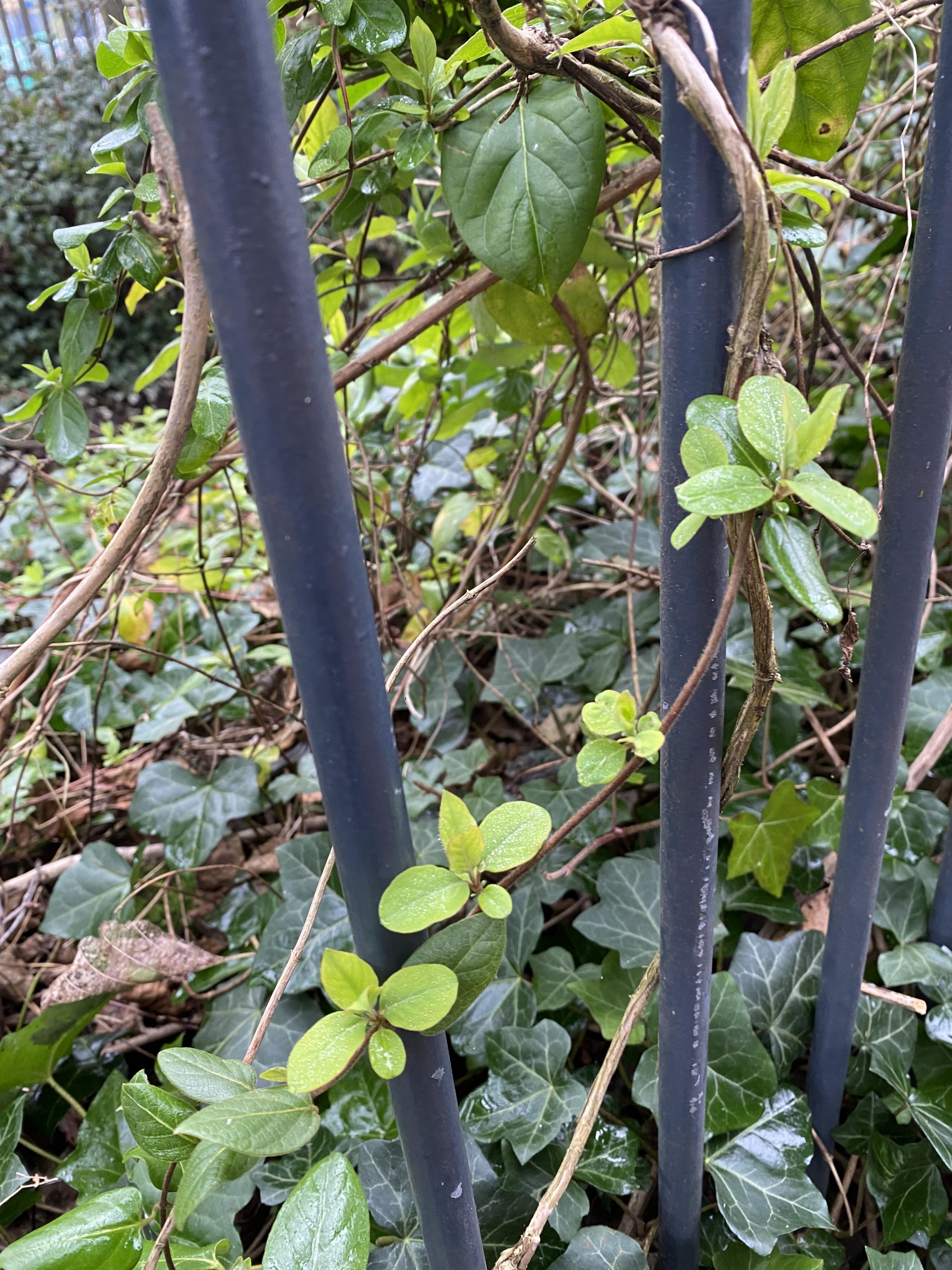 Morning meditation — One comes across a weed. – Buddhism now