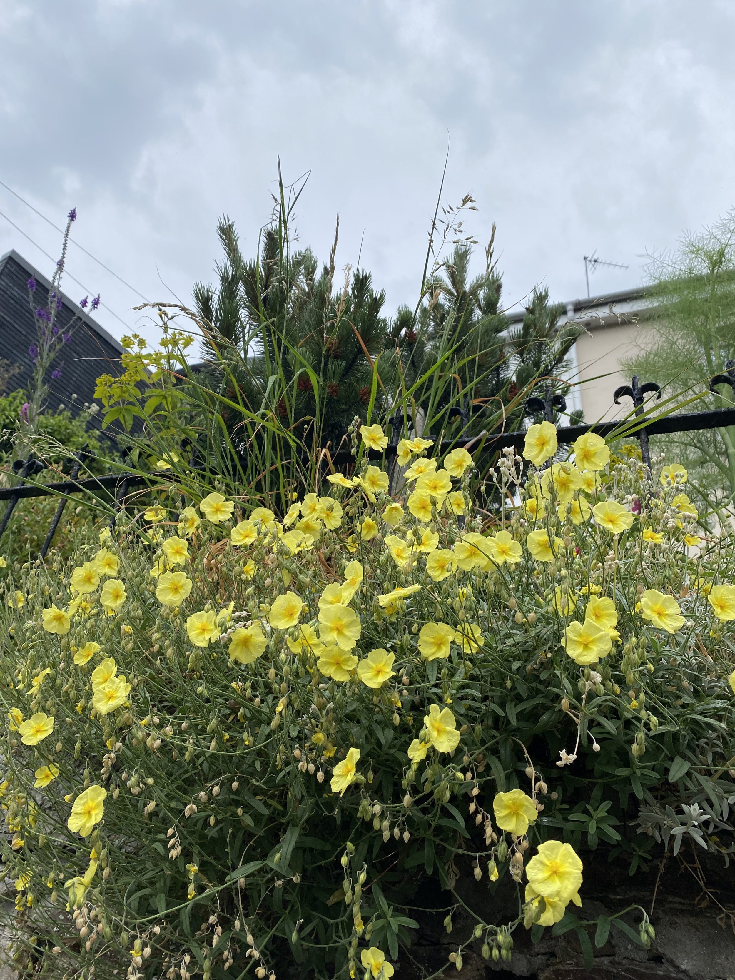 Sympathetic joy — Mudita by John Aske – Buddhism now