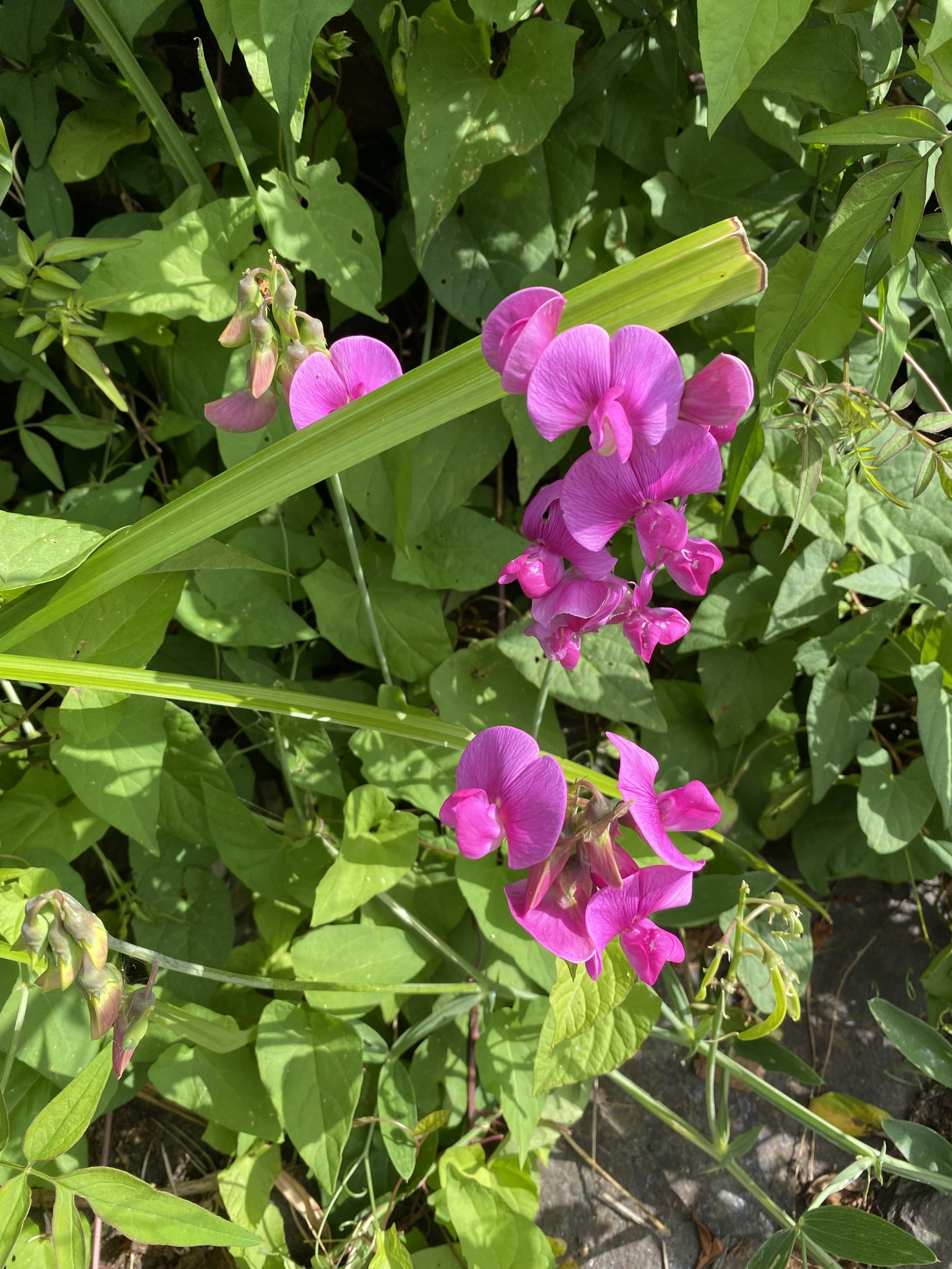 Morning Meditation — With her [Kannon bodhisattva] eyes she hears the song of Spring. – Buddhism now