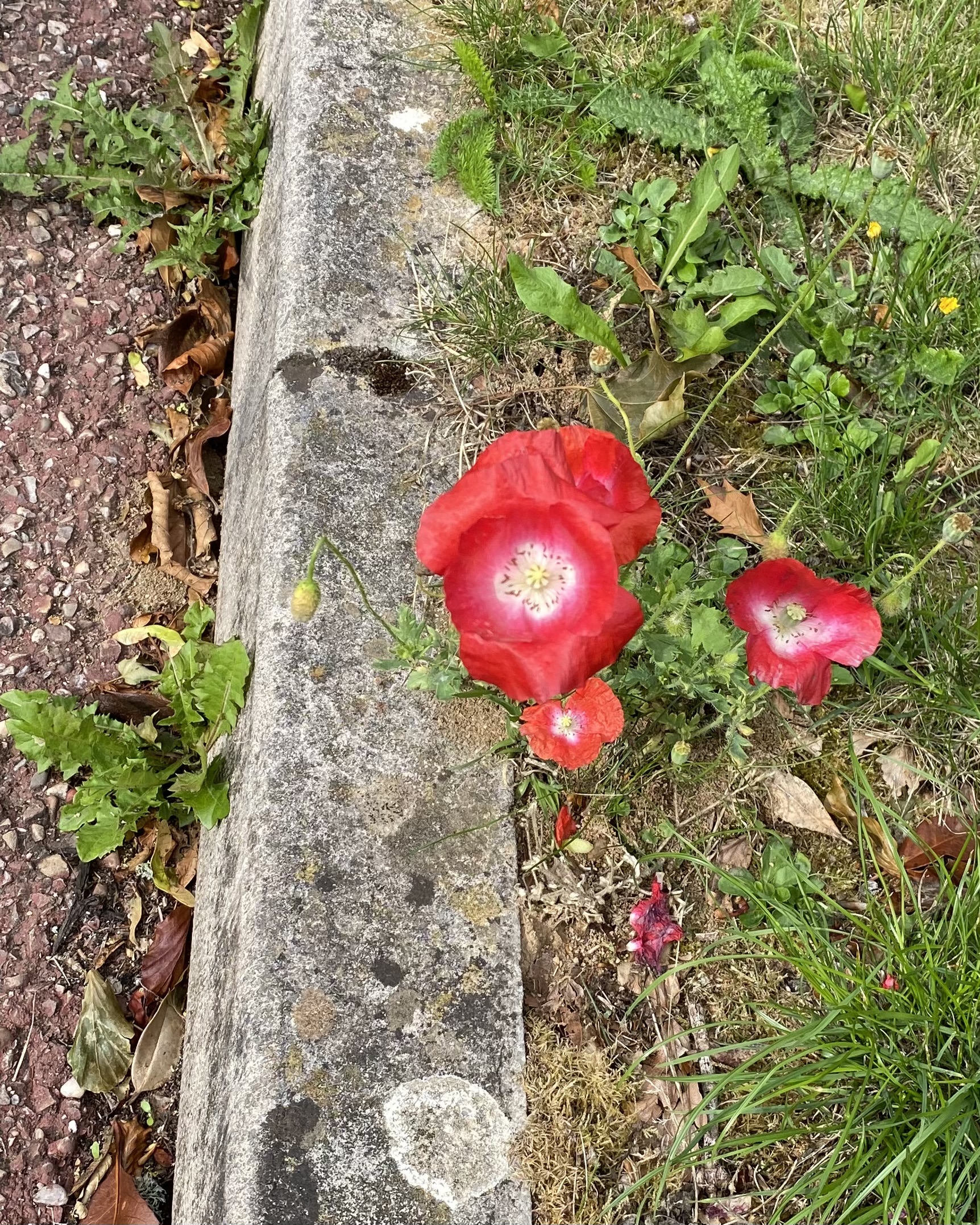 Equanimity, by John Aske – Buddhism now