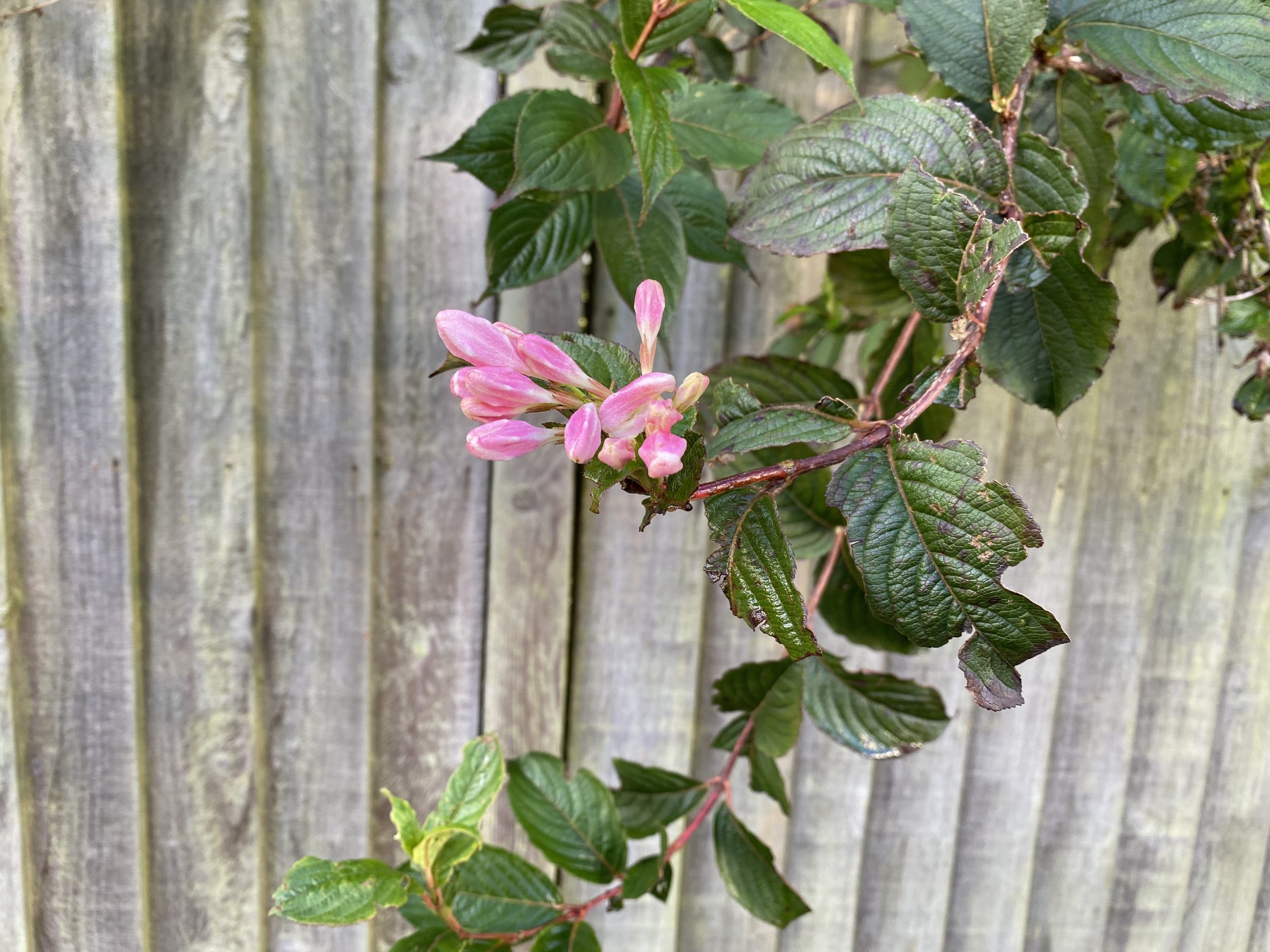 Harada Sekkei Roshi – Buddhism now