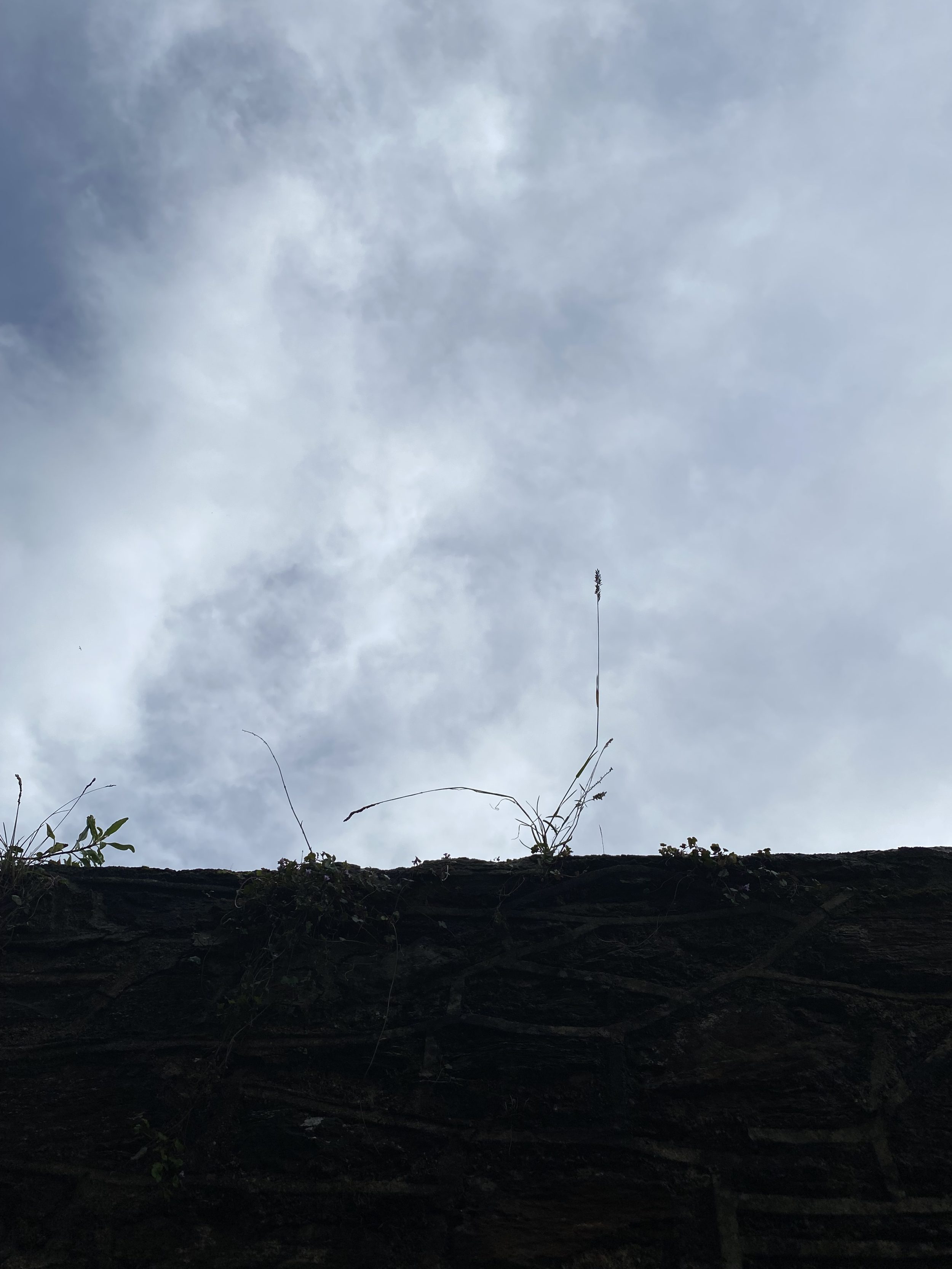 Morning Meditaton — What students of the Way need. – Buddhism now