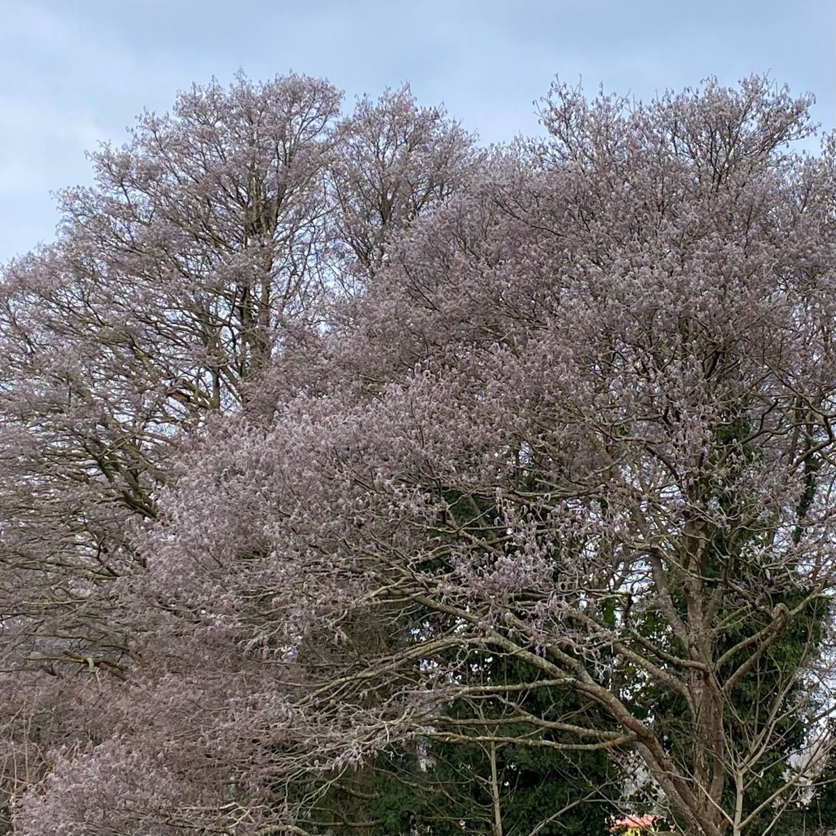 Morning Meditation — Do not let the word ‘Tao’ delude you. – Buddhism now