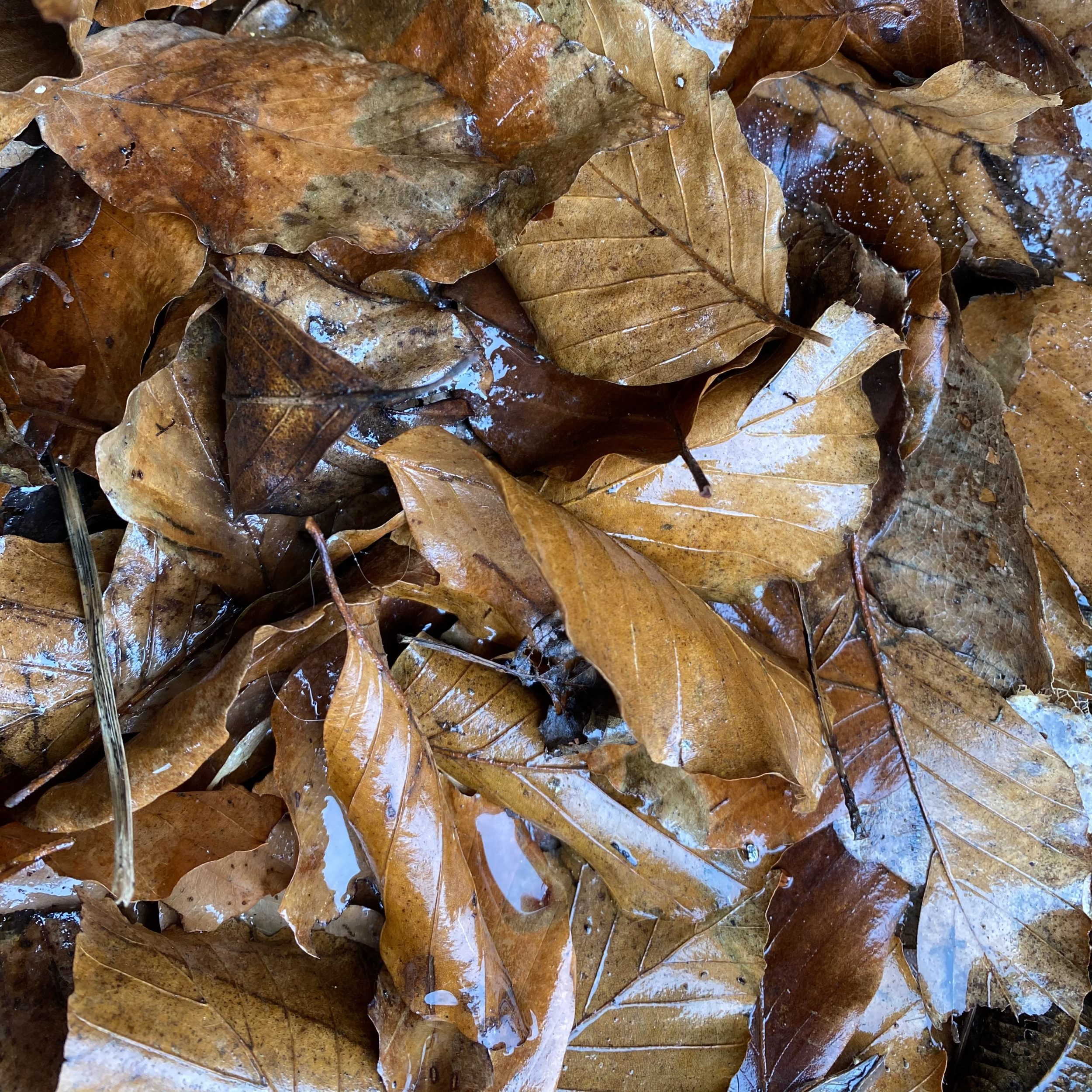 Morning Meditaton — Understanding life and death. – Buddhism now