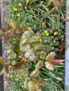 Harada Sekkei Roshi – Buddhism now