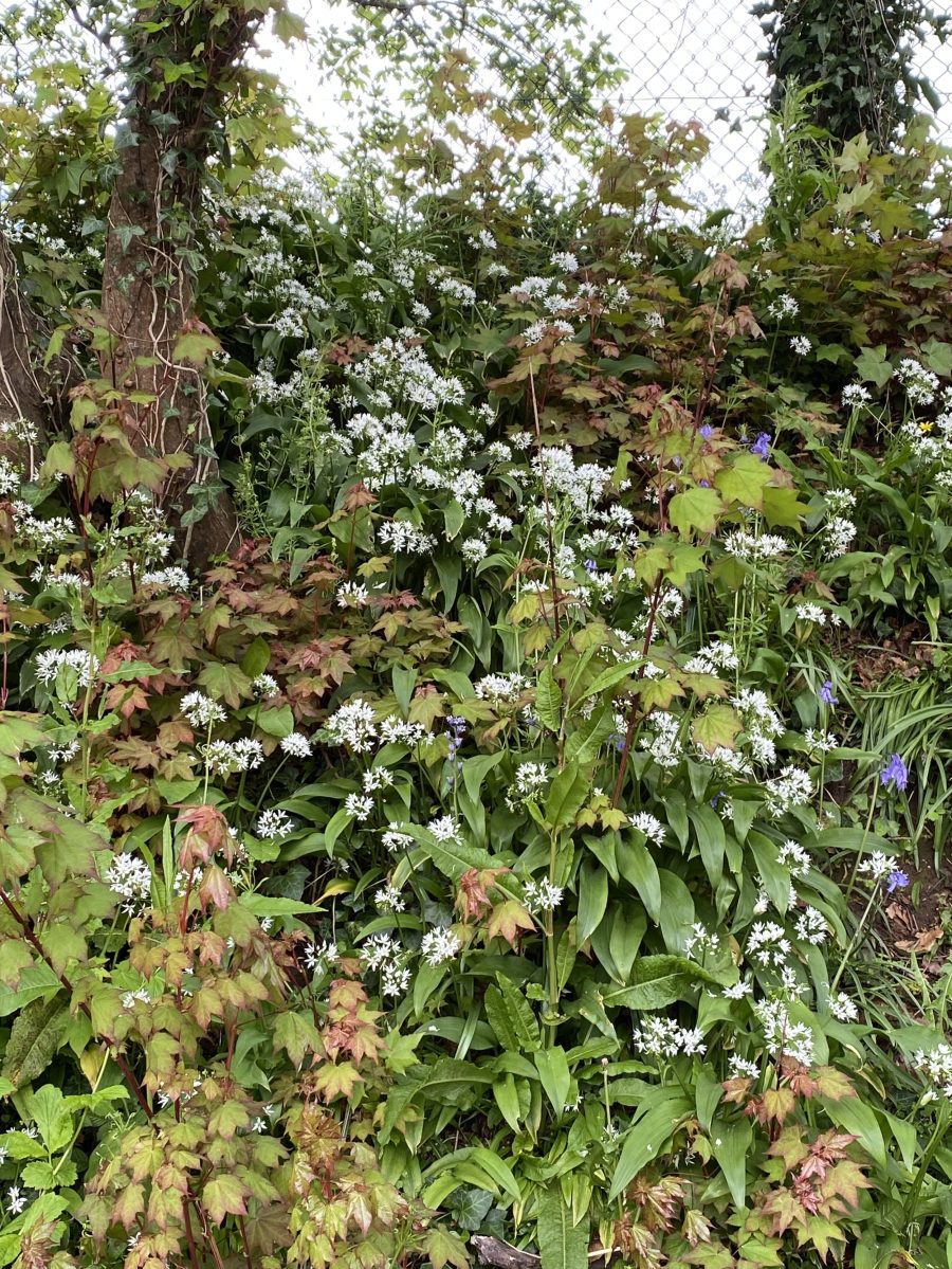 Morning meditation — We often call these things the defilements ...