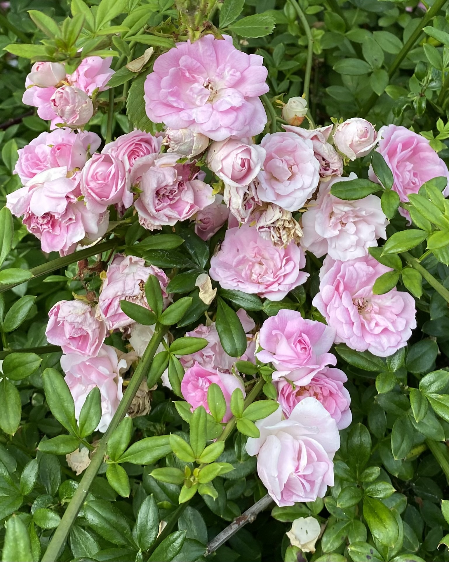 Beopjeong Sunim – Buddhism now