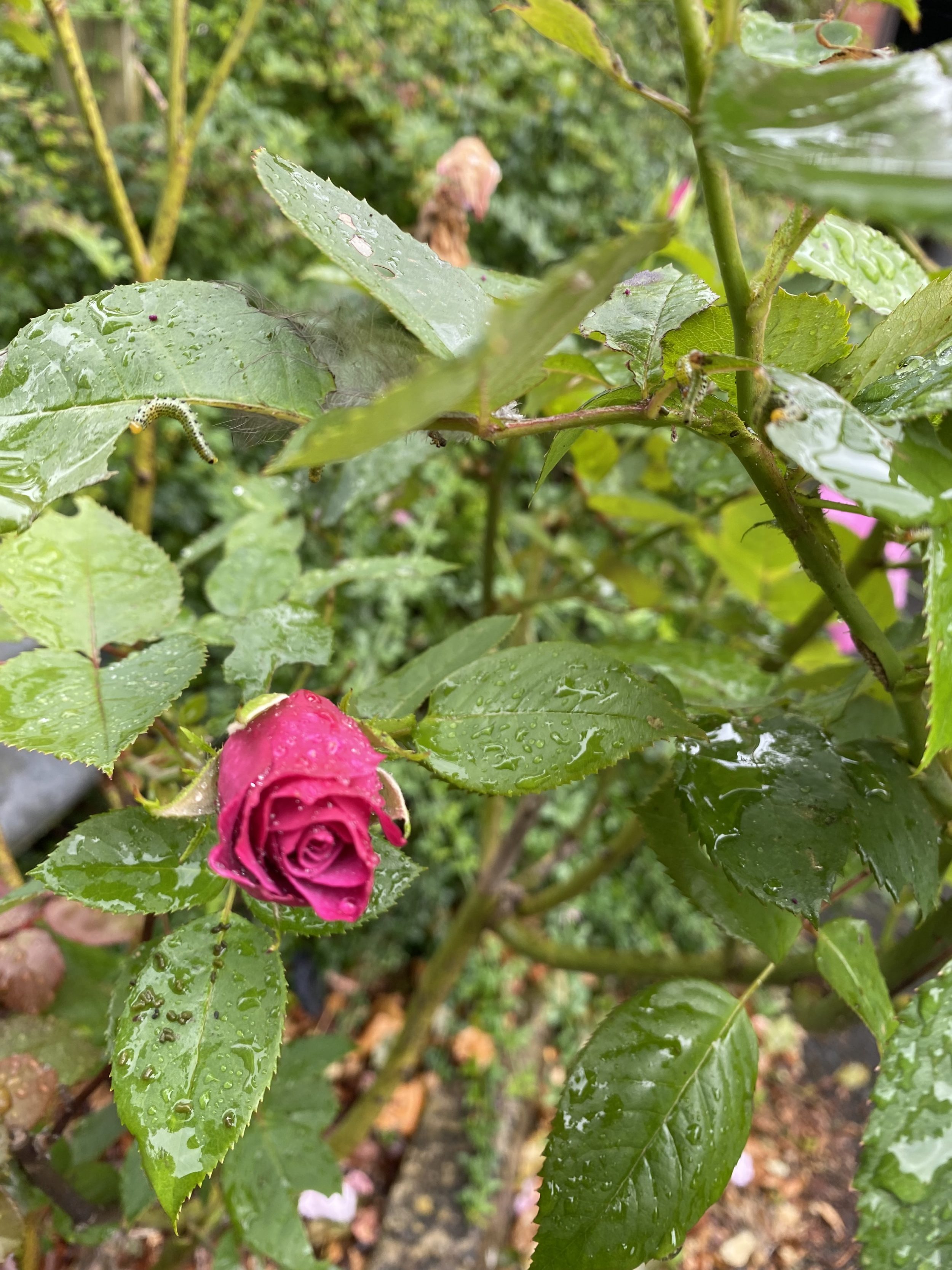 Beopjeong Sunim – Buddhism now