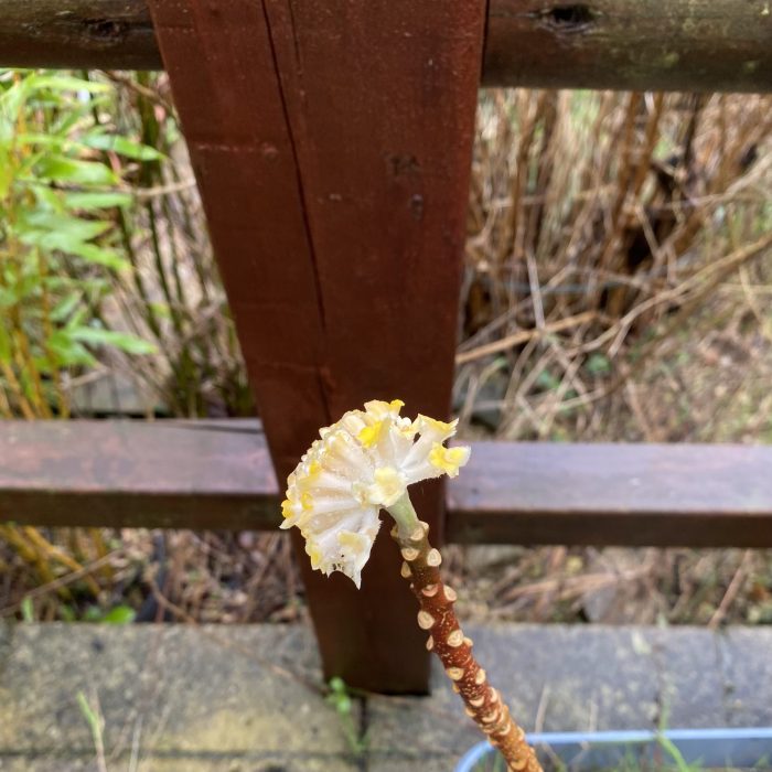 Morning Meditation — The sage Jittoku said in one of his gathas ...