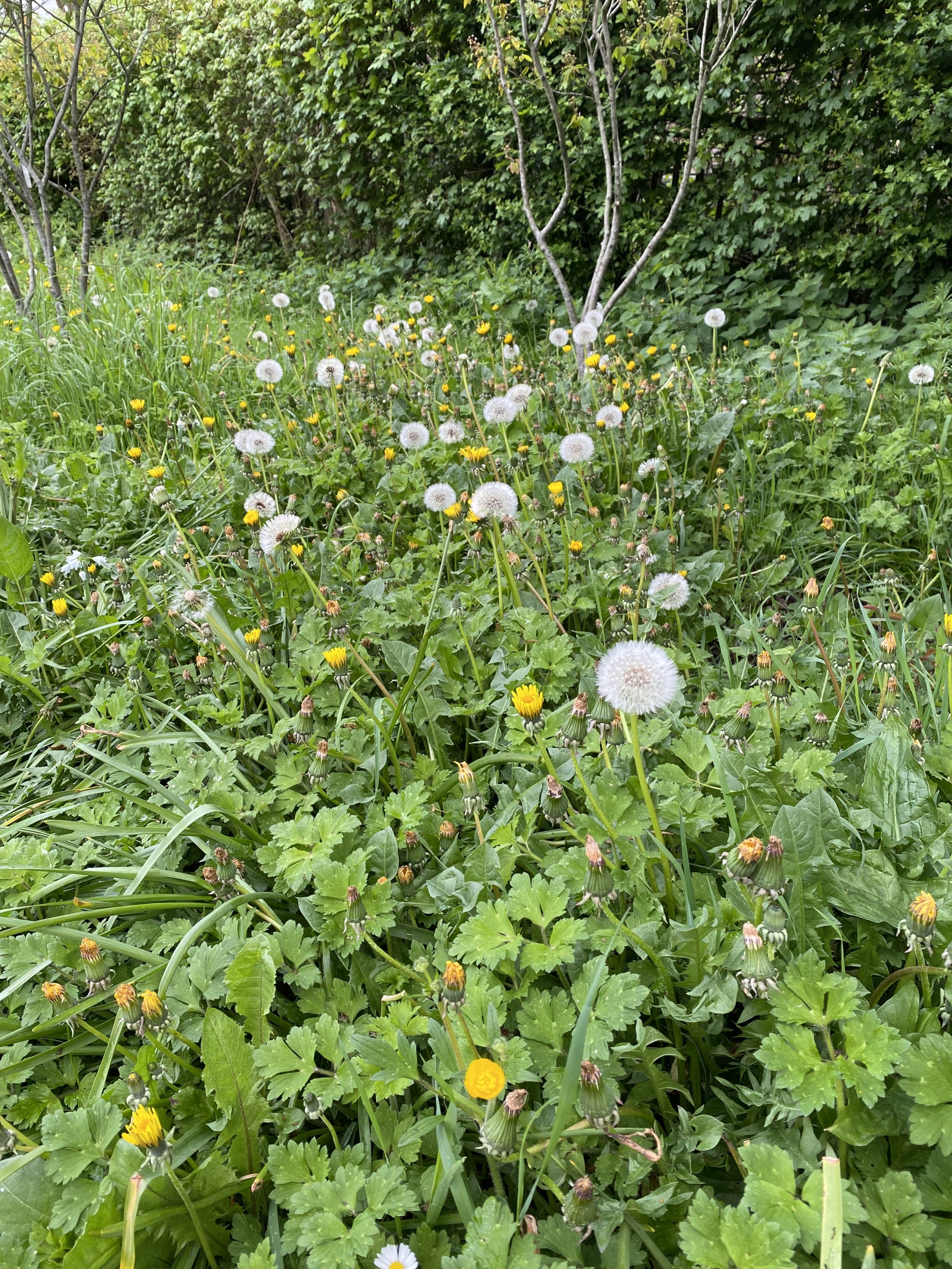 Buddhism now – Welcome to Buddhism Now an online Buddhist magazine ...