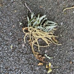 Harada Sekkei Roshi – Buddhism now