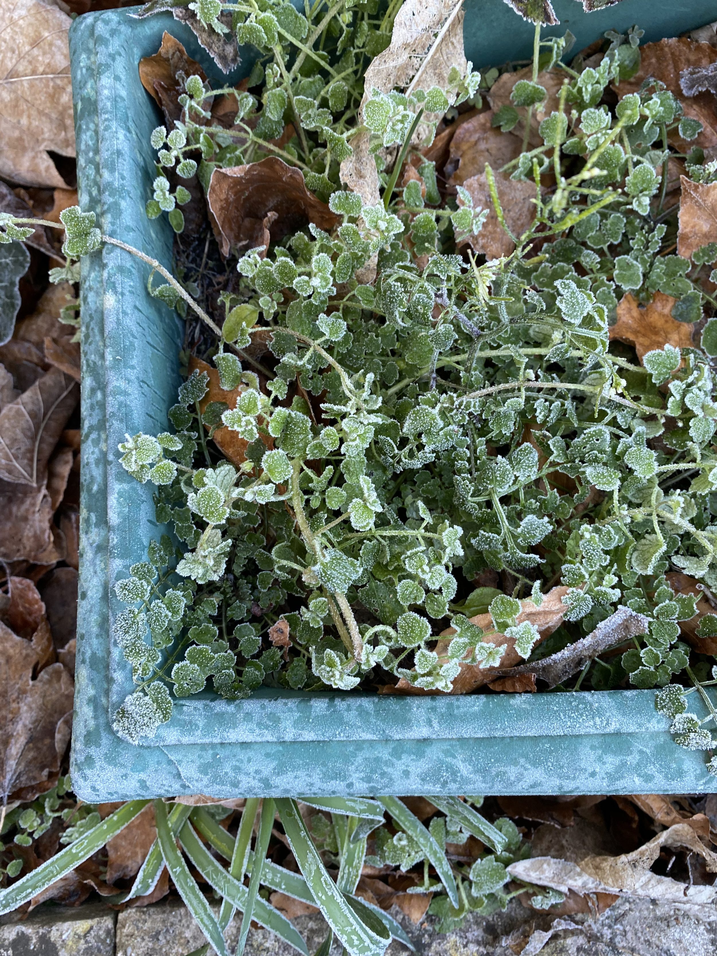 Morning meditation — When people prefer dukkha over awakening ...